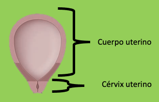 CERVIX CORTO O ACORTAMIENTO DEL CÉRVIX UTERINO - Salud Materno Infantil ...